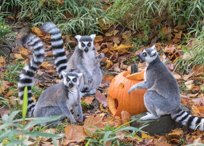 Pumpkin Bash weekend: Autumn fun and treats for kiddies and animals ...